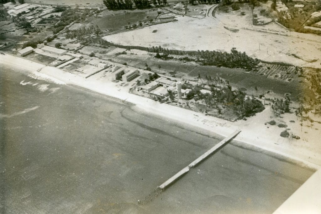 How to Keep a Sawfish Alive - Save Our Seas Foundation