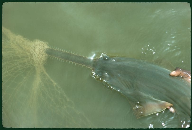 How to Keep a Sawfish Alive - Save Our Seas Foundation