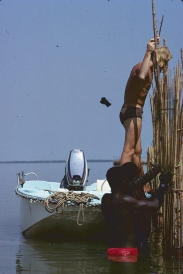 How to Keep a Sawfish Alive - Save Our Seas Foundation