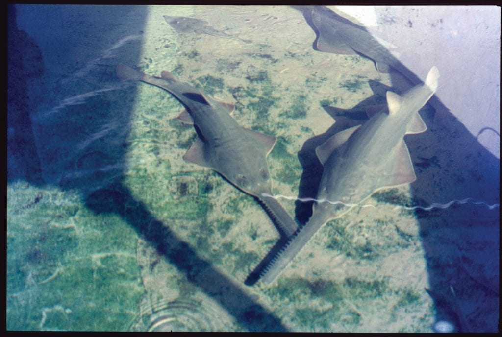 How to Keep a Sawfish Alive - Save Our Seas Foundation