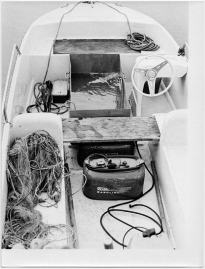 How to Keep a Sawfish Alive - Save Our Seas Foundation