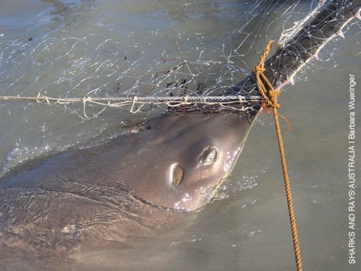 Queensland and its sawfishes - Save Our Seas Foundation