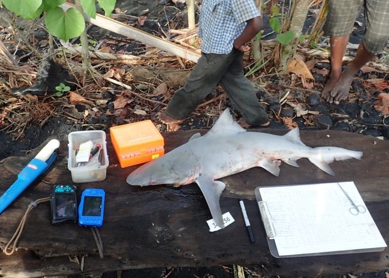 Sawfish, River Sharks and Freshwater Whiprays - Save Our Seas Foundation