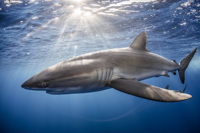 Silky Shark Image Courtesy of Rodrigo Friscione - Save Our Seas Foundation