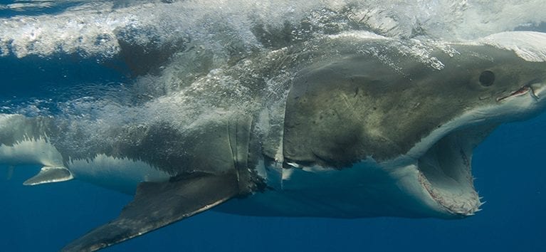 Curbing conflict in Cape Cod - Save Our Seas Foundation