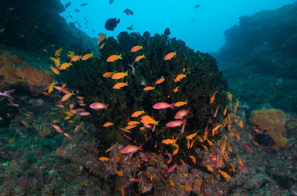 South Africa Announces 20 New Marine Protected Areas Save Our Seas