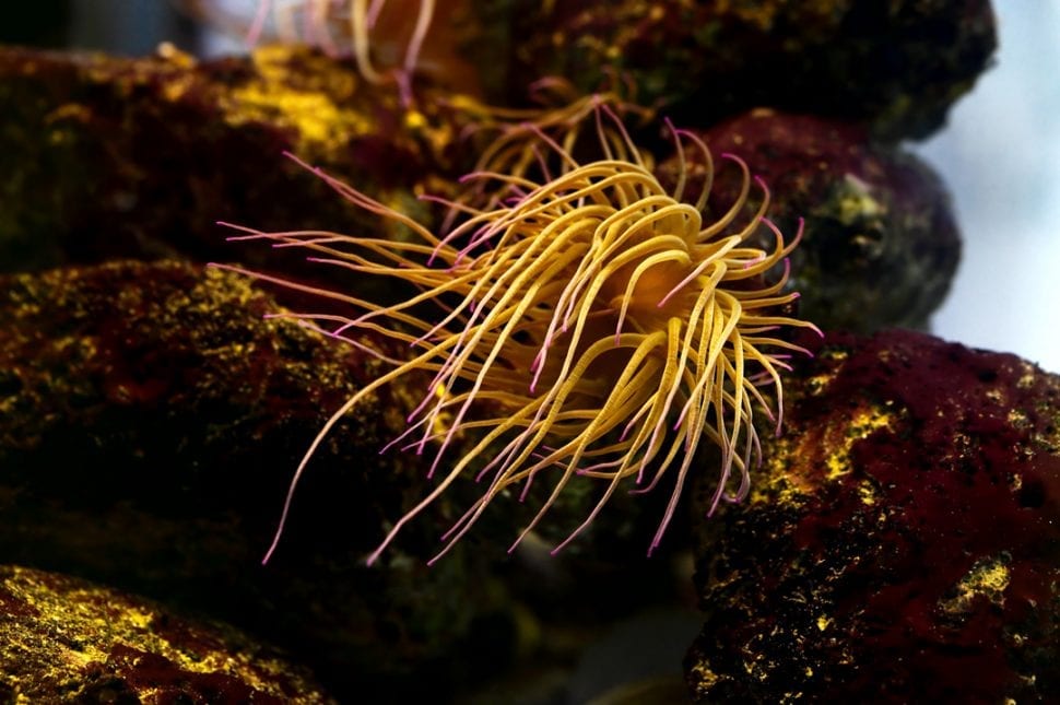 Stressed sea anemones are at risk from plastic microfibres - Save Our ...
