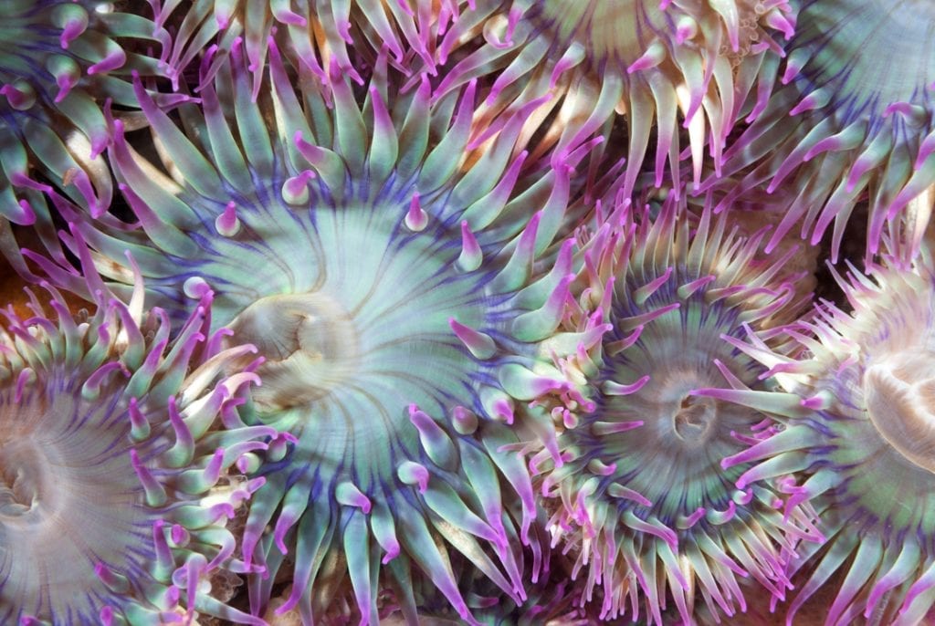 Stressed sea anemones are at risk from plastic microfibres - Save Our ...
