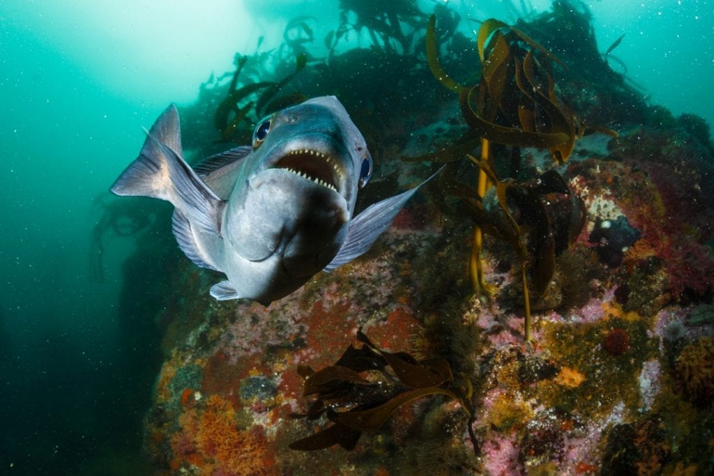 South Africa Announces 20 New Marine Protected Areas Save Our Seas