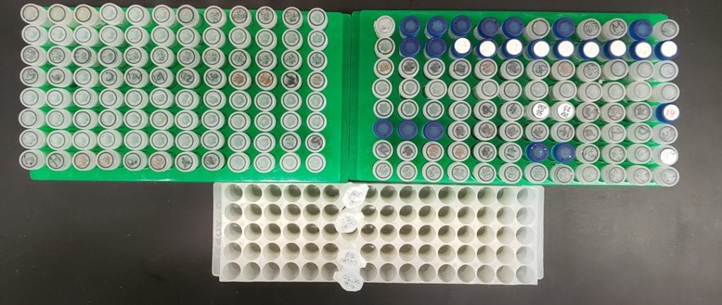 Sequencing Shark DNA - Save Our Seas Foundation