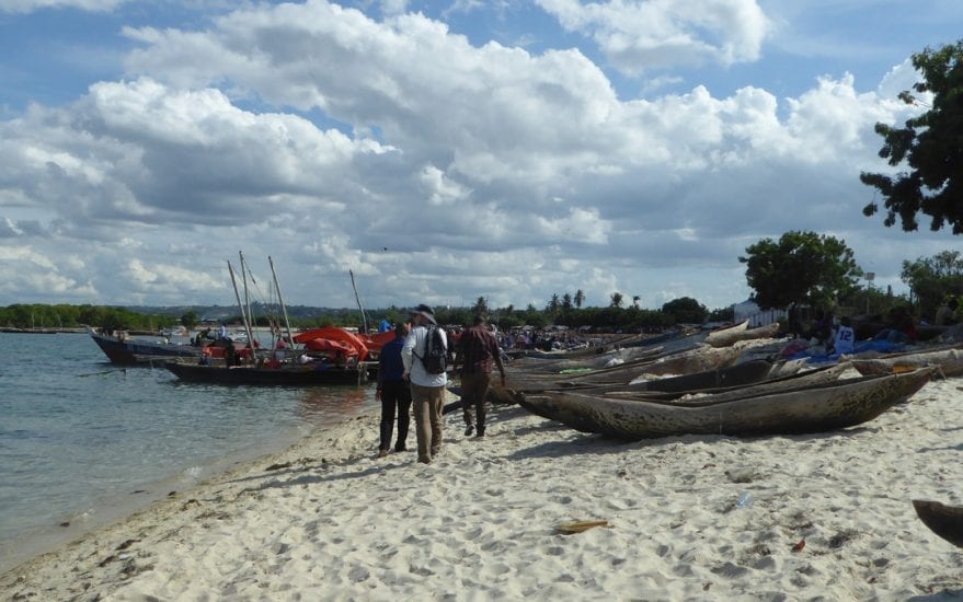 Identifying Wedgefish - Save Our Seas Foundation