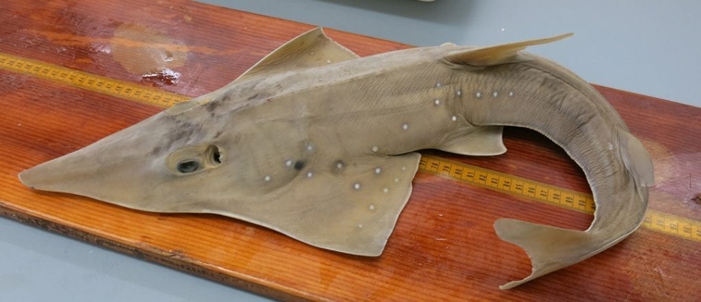 Identifying Wedgefish - Save Our Seas Foundation