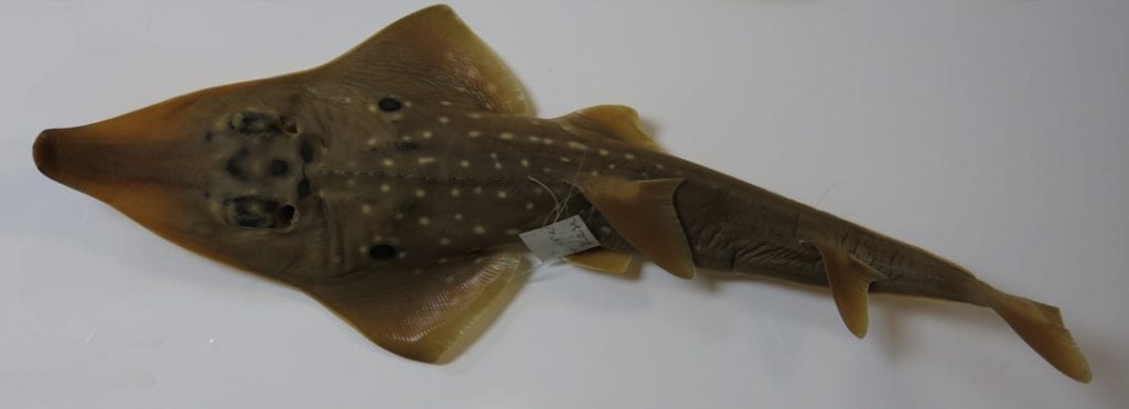 Identifying Wedgefish - Save Our Seas Foundation