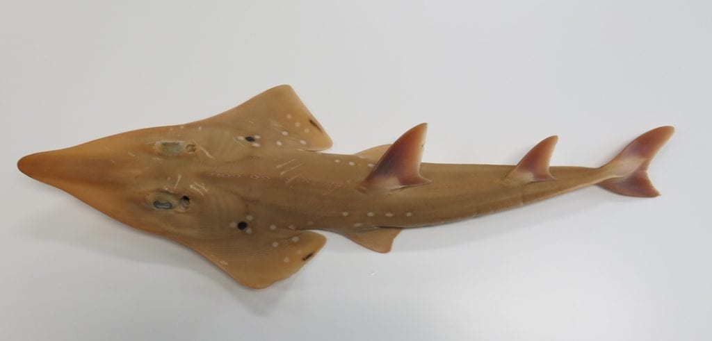 Identifying Wedgefish - Save Our Seas Foundation