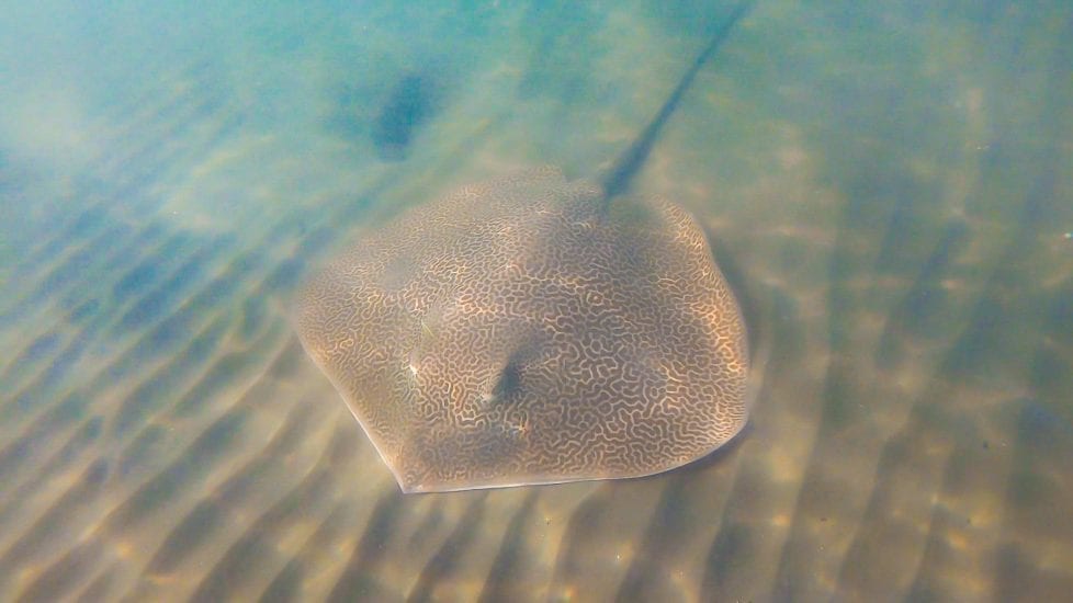Hungry hungry stingrays - Save Our Seas Foundation