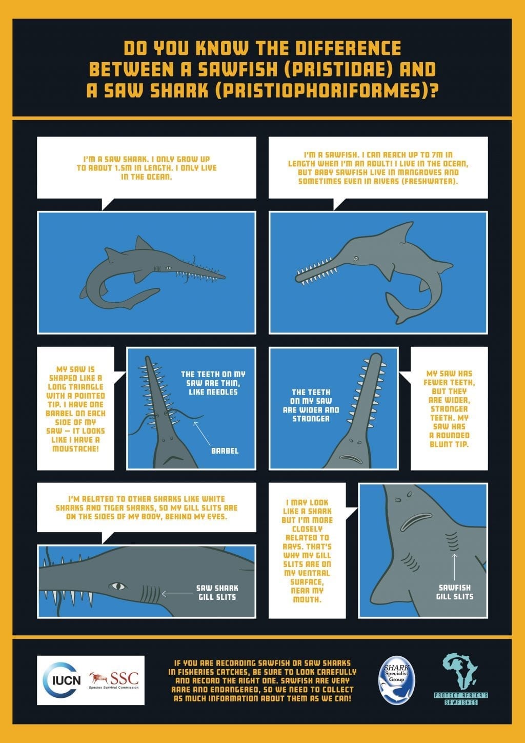 sawfish_infographic - Save Our Seas Foundation