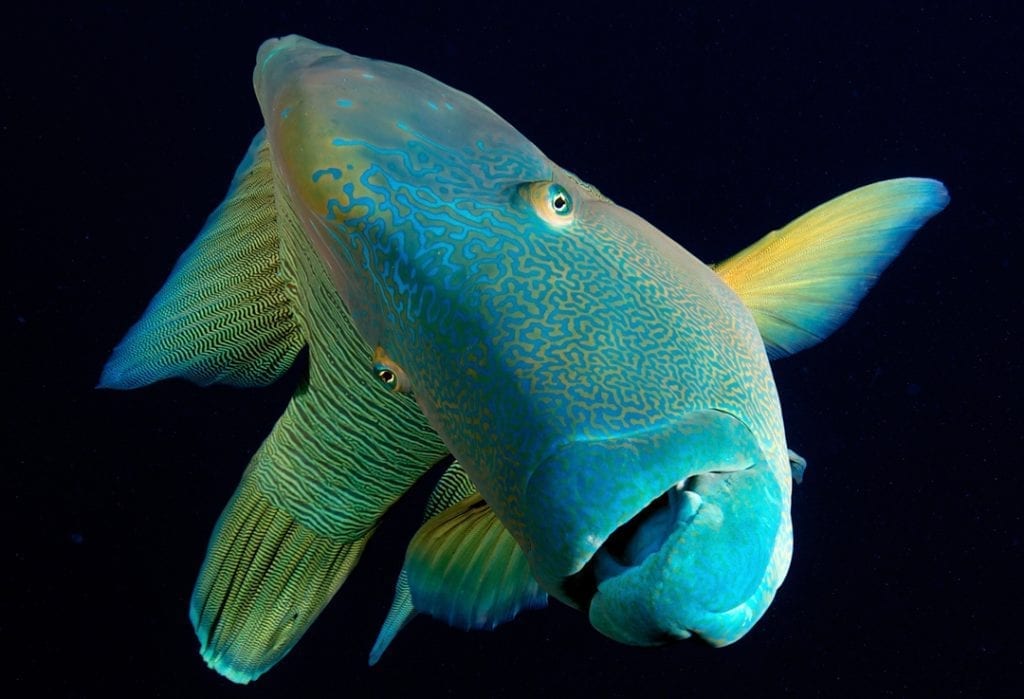 Endangered fish thrive in newly announced MPA's - Save Our Seas Foundation