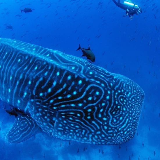 _JRG9191HR_s_ Jonathan Green Galapagos Whale shark project Darwin ...