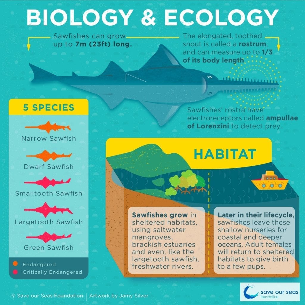 Sawfish : Biology, Ecology, Threats, Conservation - Save Our Seas ...
