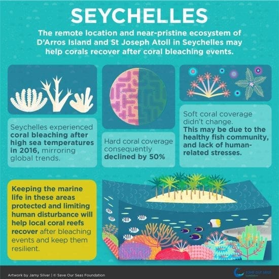 Coral bleaching - Save Our Seas Foundation