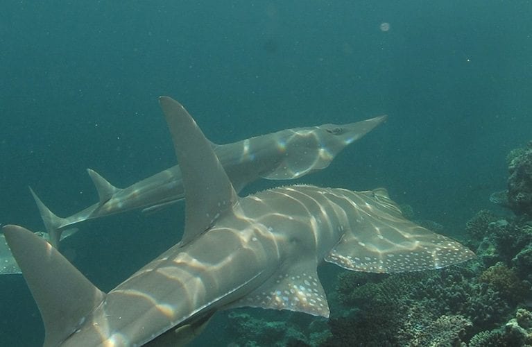 Back to basics: bottlenose wedgefish biology - Save Our Seas Foundation