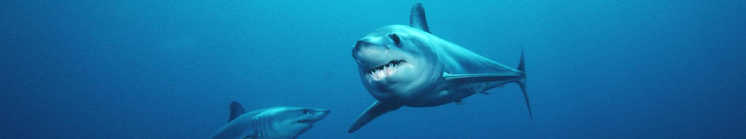 SOSF Thumbnail_467_Mark Conlin_Mako1_Mohan_H - Save Our Seas Foundation