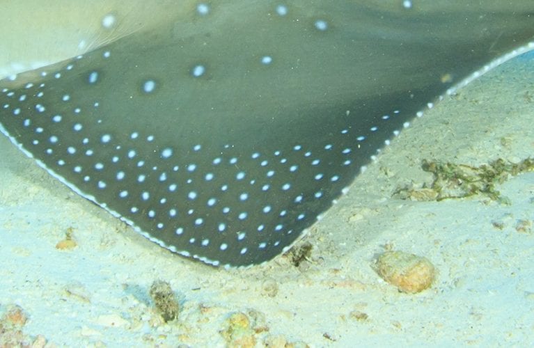 Saving Kenya’s ocean ‘rhino’ - Save Our Seas Foundation