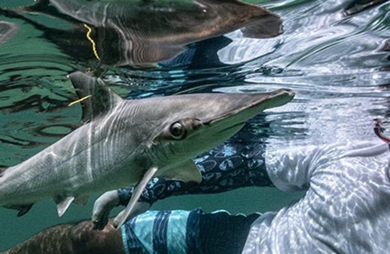 Conservation strategies for hammerhead sharks nursery in the Galapagos ...