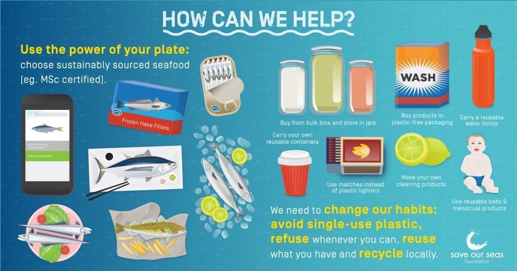 International Whale Shark Day - Save Our Seas Foundation