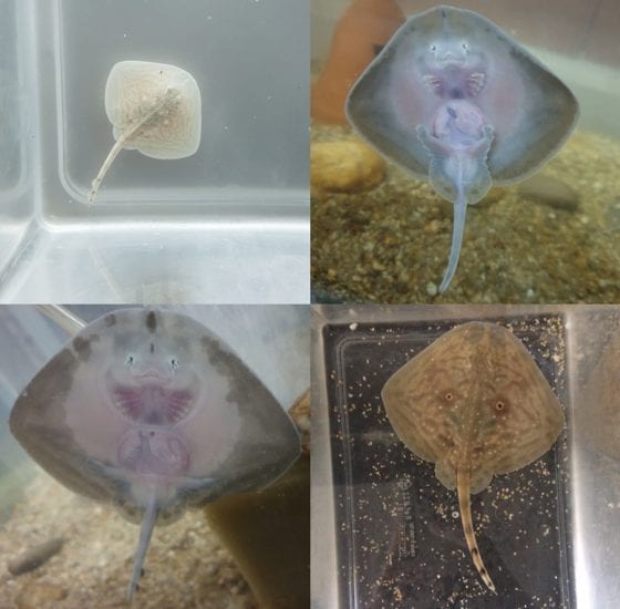 Baby rays return to the sea - Save Our Seas Foundation