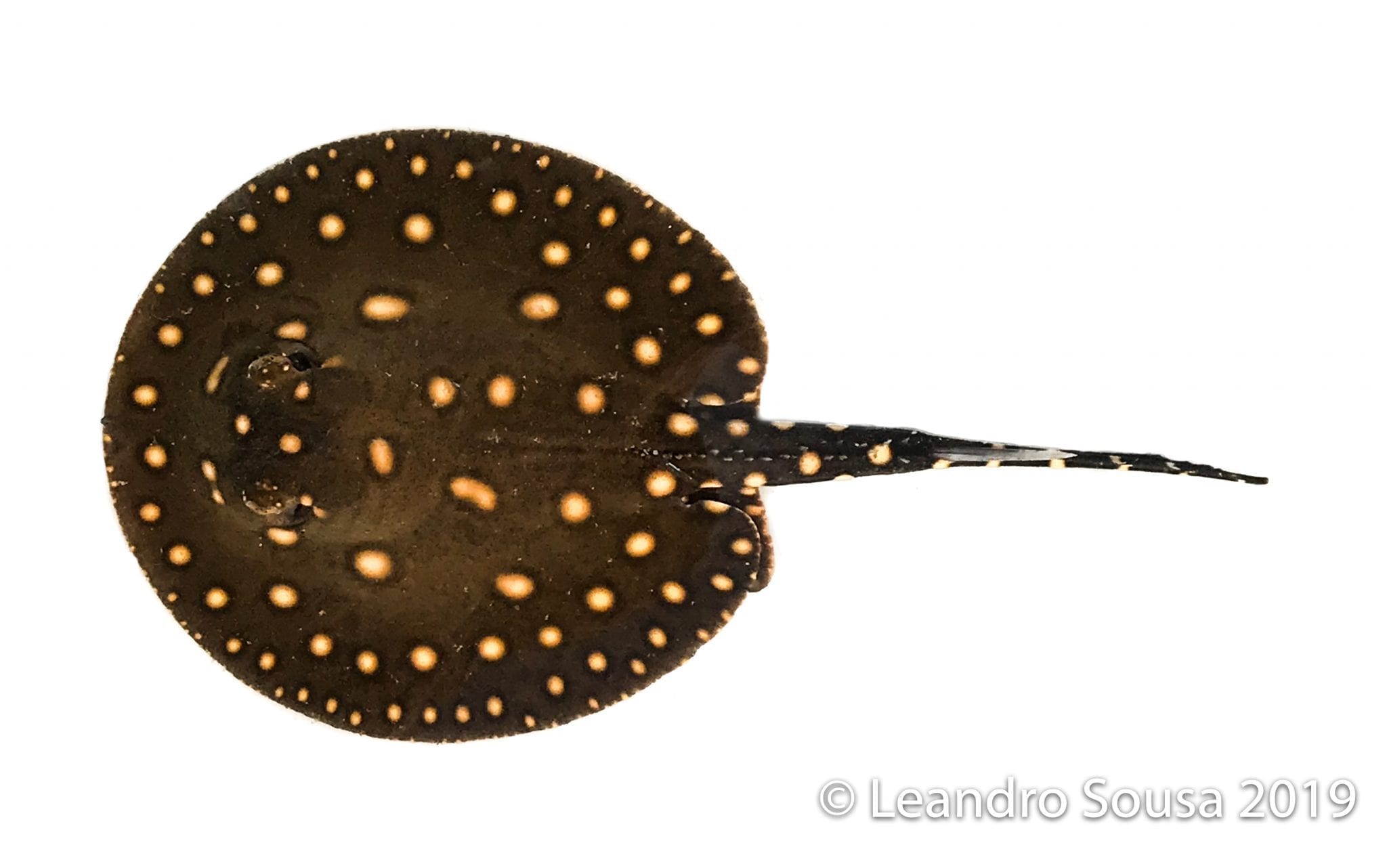 Mini-barcoding batoids - Save Our Seas Foundation