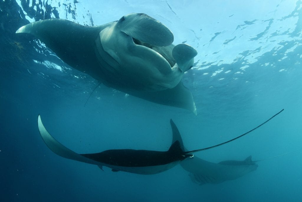 World Manta Day - Save Our Seas Foundation