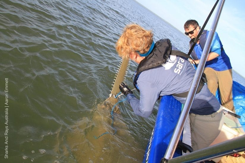A rare insight into the habitat requirements of large Aussie sawfish ...
