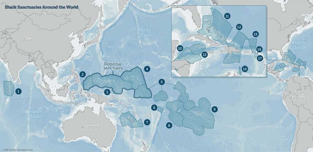 What are shark sanctuaries? - Save Our Seas Foundation