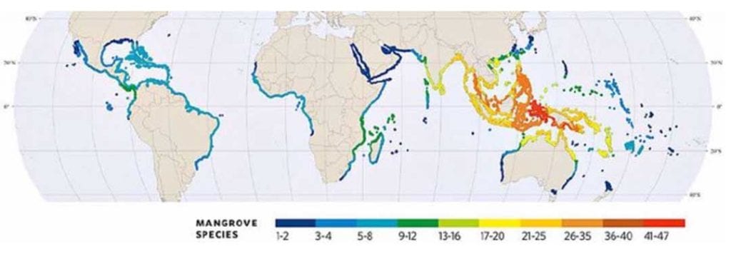 The magic of mangroves - Save Our Seas Foundation