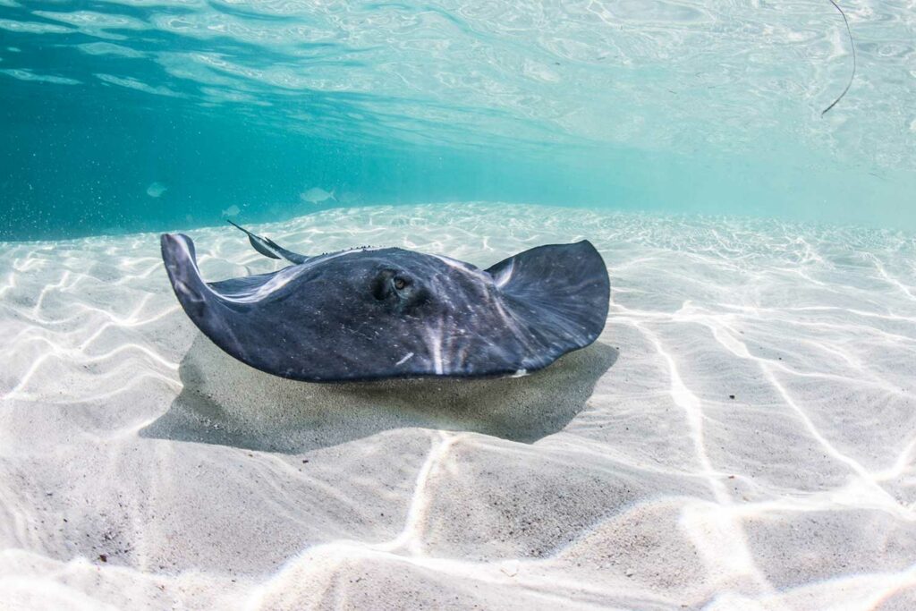 Meet the creatures of Bimini - Save Our Seas Foundation