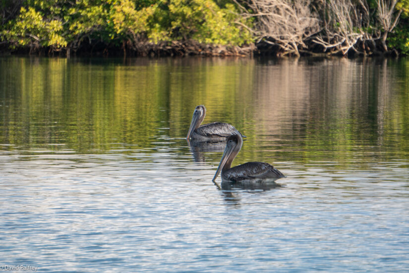 Meet the creatures of Bimini - Save Our Seas Foundation