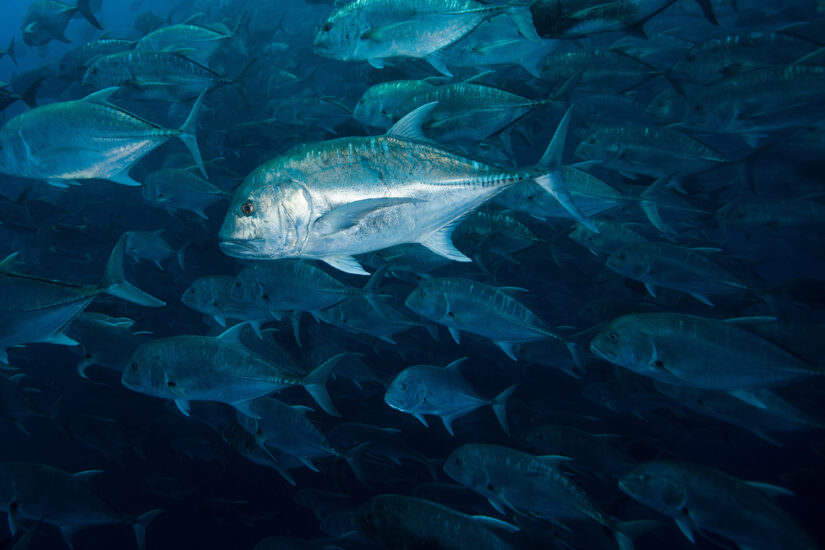 Three years of tracking trevally - what did we find? - Save Our Seas ...