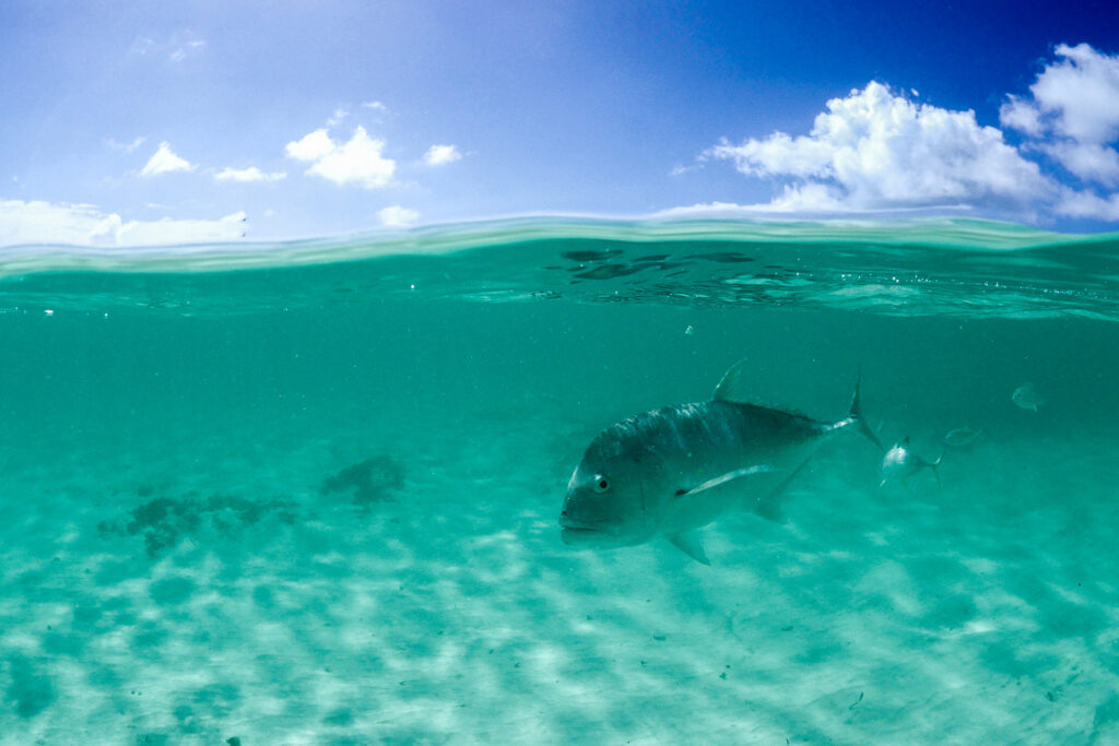 Three years of tracking trevally - what did we find? - Save Our Seas ...