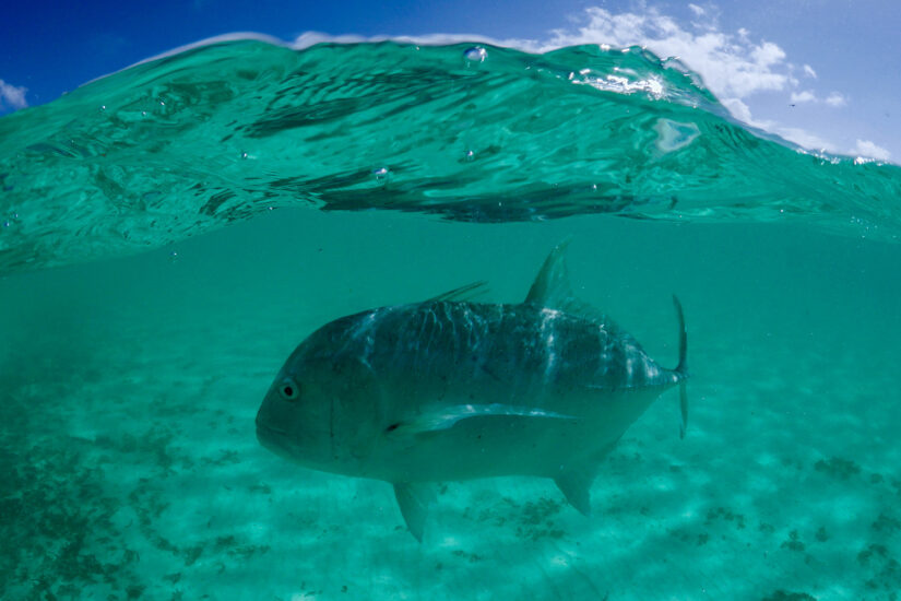 Three years of tracking trevally - what did we find? - Save Our Seas ...