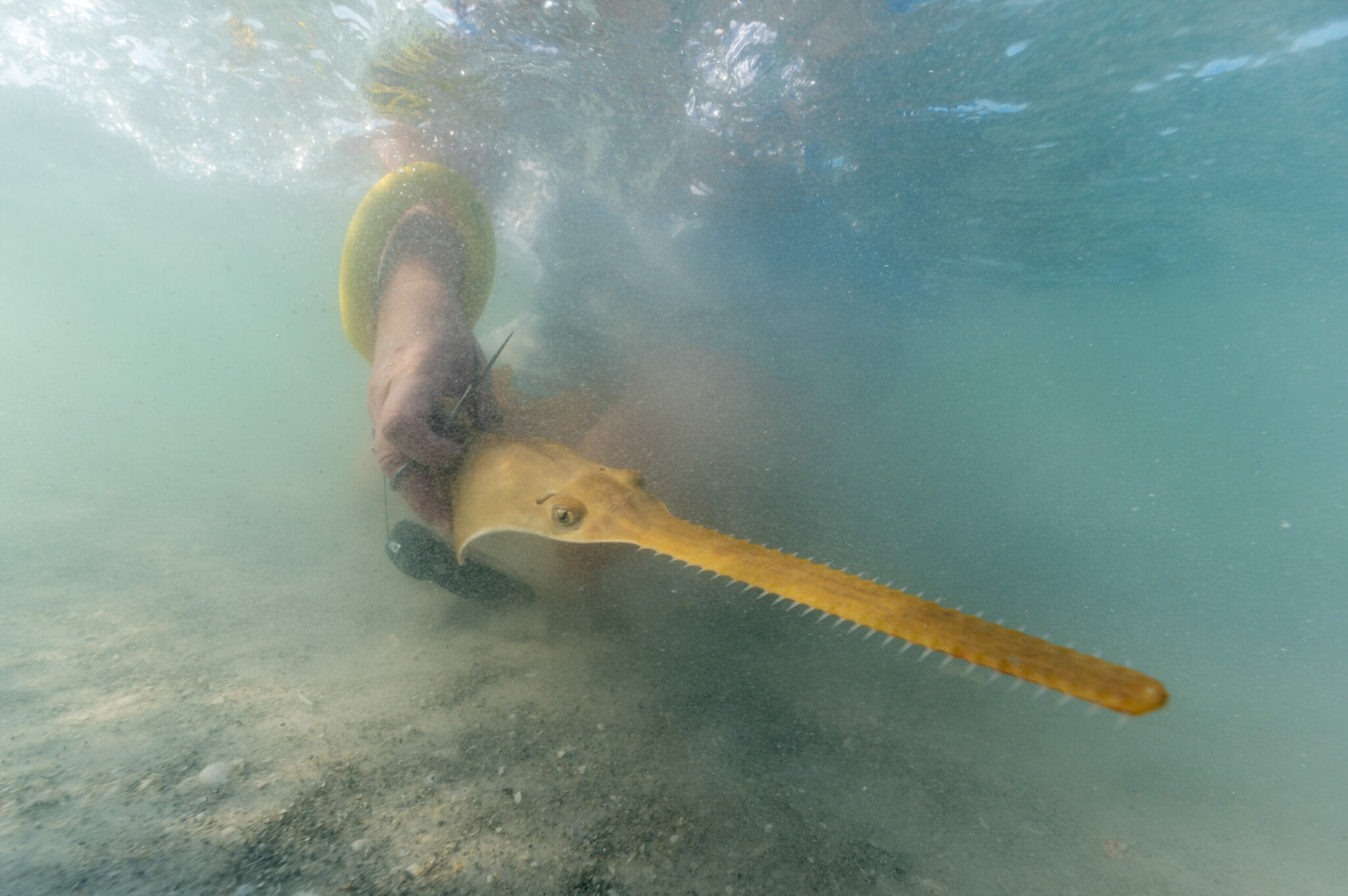 First Sawfish Tagged in Tampa Bay! - Save Our Seas Foundation