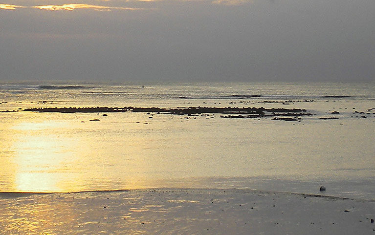 The clown wedgefish: no laughing matter - Save Our Seas Foundation