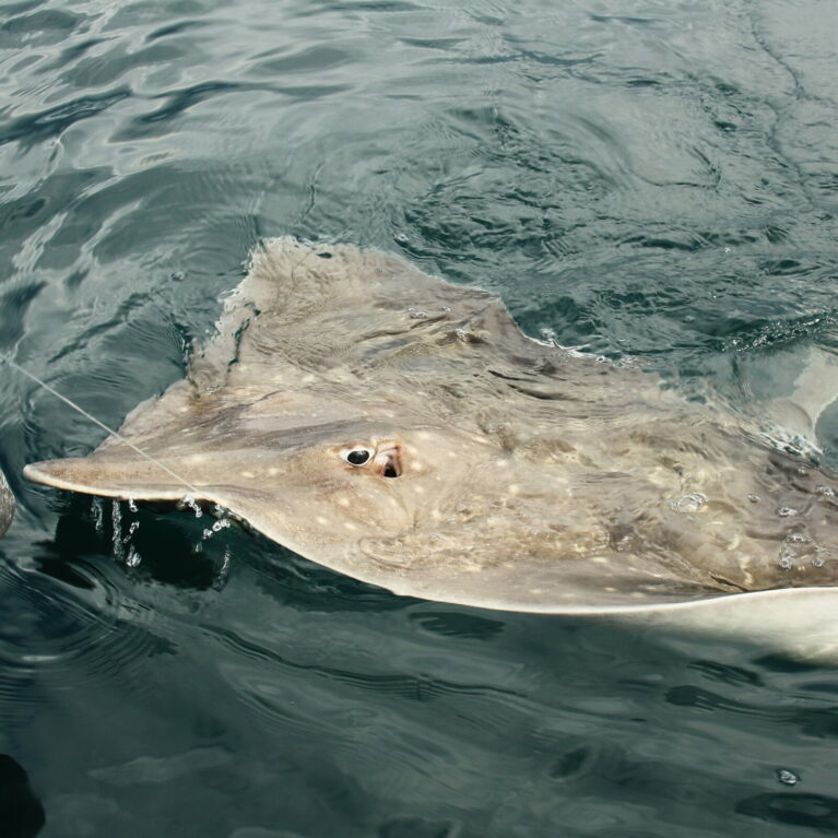 Raising awareness of the critically endangered flapper skate in ...