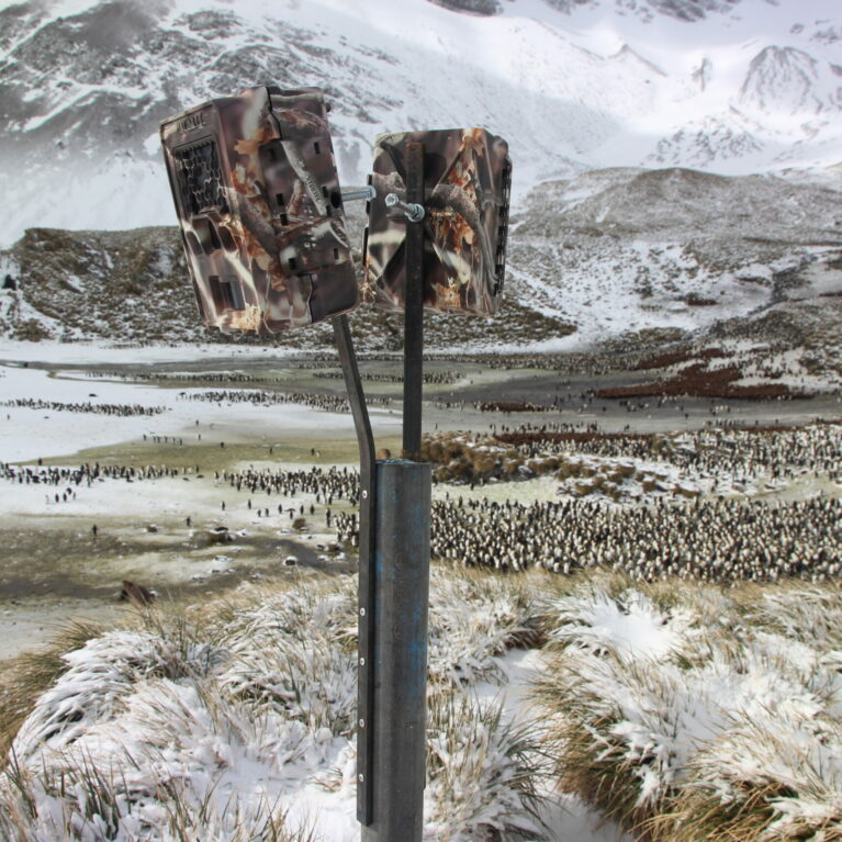 Disentangling the drivers of Antarctic Peninsula penguin colony ...
