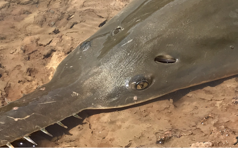 Providing sawfish education for global conservation action - Save Our ...