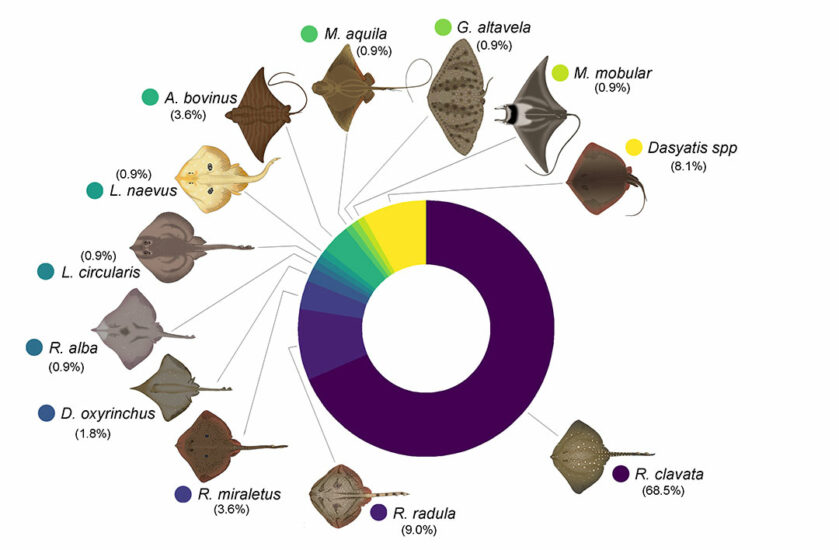Batoids on your plate - Save Our Seas Foundation