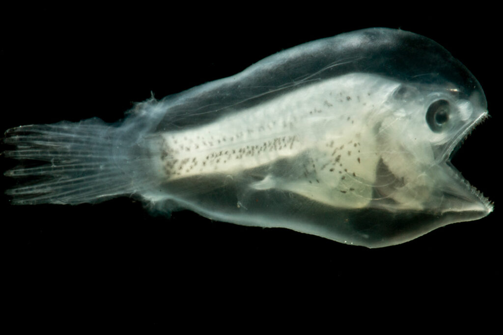 Anglerfishes, immunity & organ transplants - Save Our Seas Foundation
