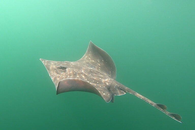 Studying the flapper skate... during a pandemic - Save Our Seas Foundation