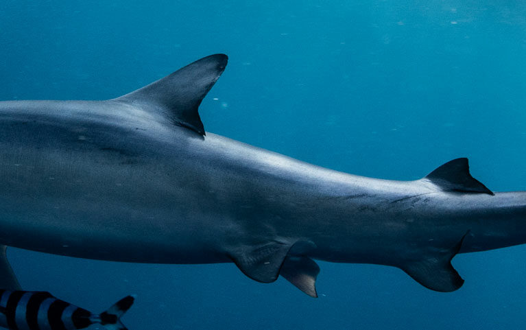 Baby blues? Female blue sharks in Irish waters - Save Our Seas Foundation