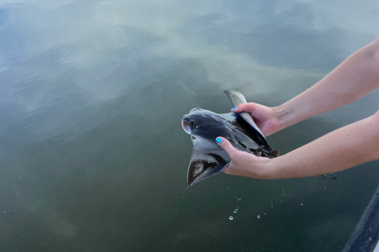 Cownose rays: what are they doing in Apalachicola Bay? - Save Our Seas ...